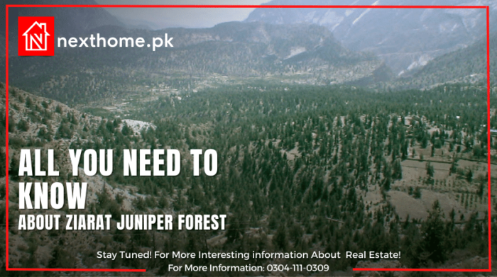 All You Need to Know About Ziarat Juniper Forest